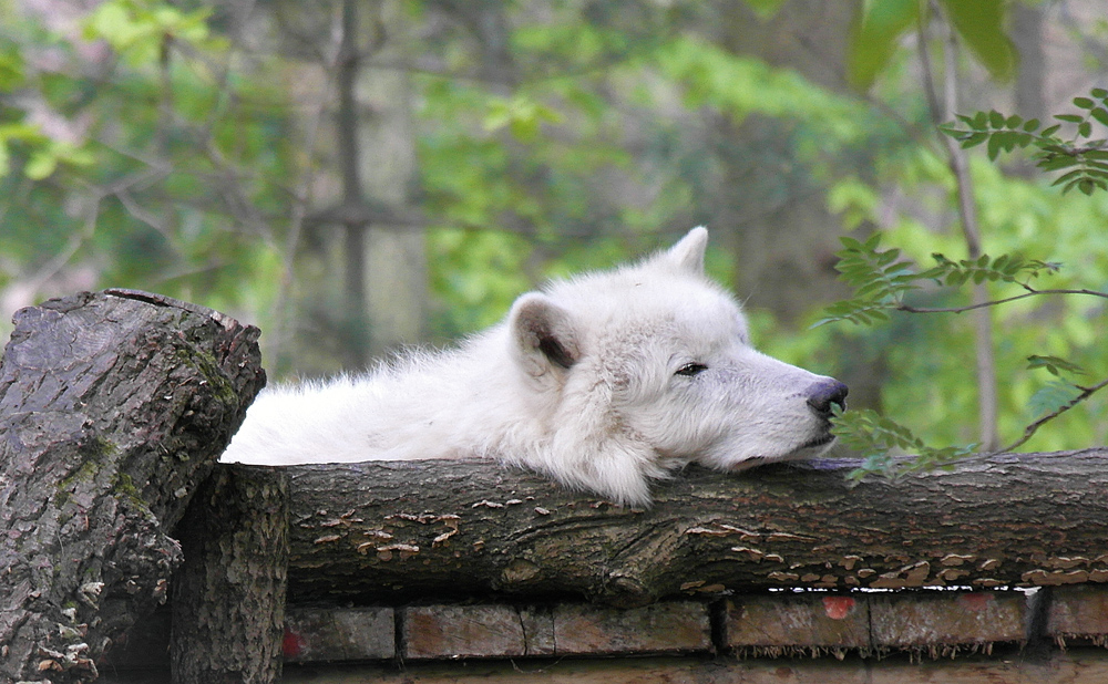 Weißer Wolf Foto & Bild | weiß, natur, wolf Bilder auf fotocommunity