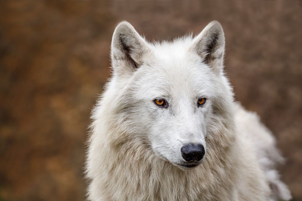 weißer Wolf Foto & Bild | tiere, zoo, wildpark & falknerei, säugetiere ...