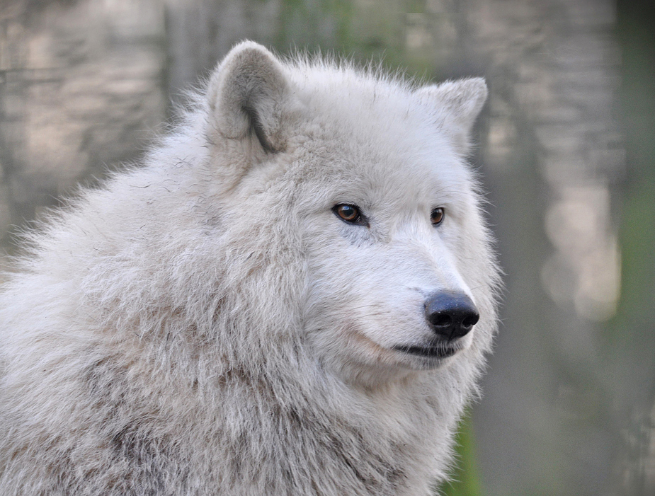 weisser Wolf.... Foto & Bild | tiere, zoo, wildpark & falknerei ...