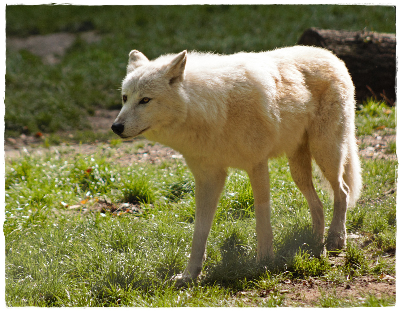 Weisser Wolf Foto & Bild | tiere, zoo, wildpark & falknerei, säugetiere ...