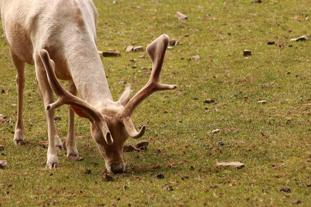 Weißes Damwild Foto & Bild | world, natur, landschaft Bilder auf ...