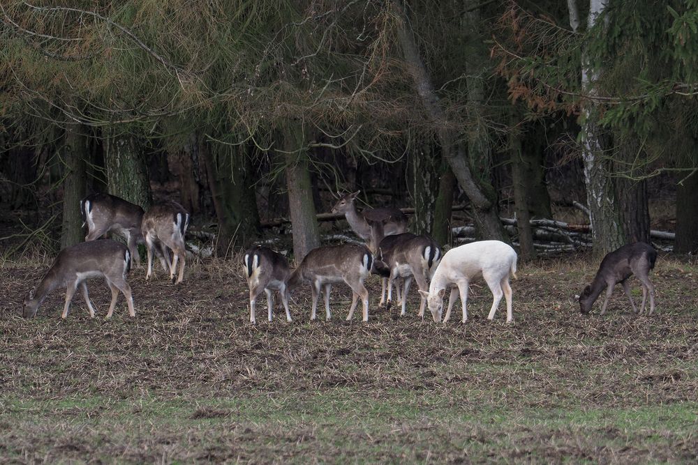 weißes Damwild Foto & Bild | deutschland, europe, brandenburg Bilder ...