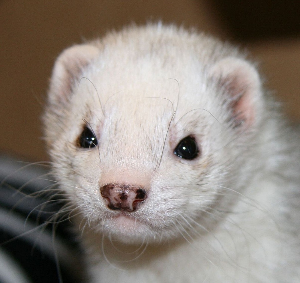 weißes Frettchen mit Knopfaugen Foto & Bild | tiere, haustiere ...