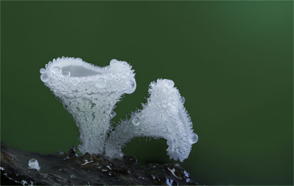 Weisses Haarbecherchen (Lachnum virgineum) Foto & Bild | makro, natur ...