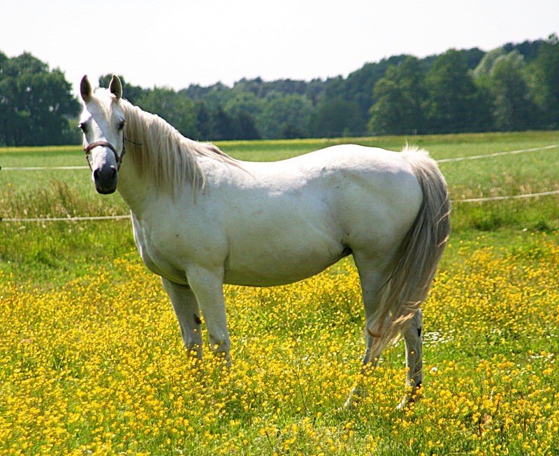 Weißes Pferd Foto & Bild | pflanzen, pilze & flechten, blüten ...