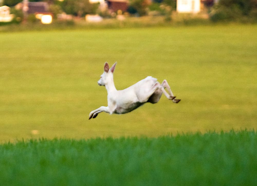 weißes Reh Foto & Bild | tiere, wildlife, säugetiere Bilder auf ...