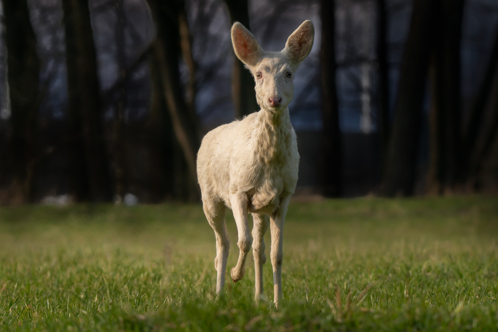 weißes Reh Foto & Bild | tiere, wildlife, landschaft Bilder auf ...