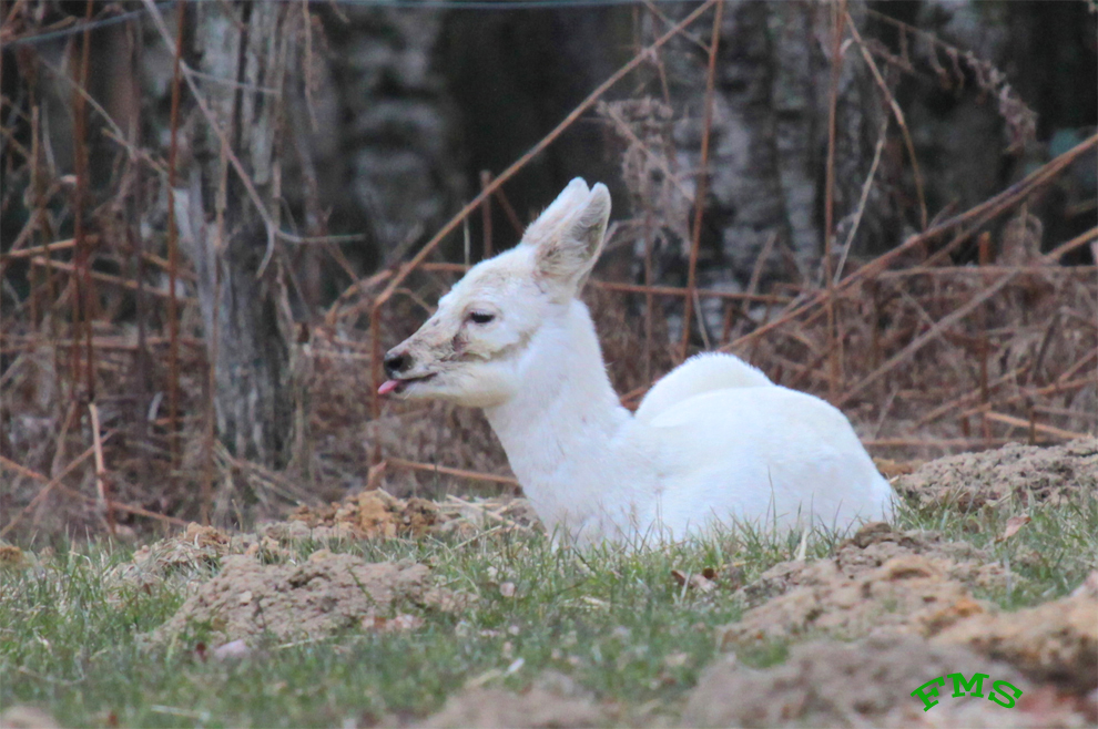 Weißes Reh... Foto & Bild | tiere, wildlife, säugetiere Bilder auf ...