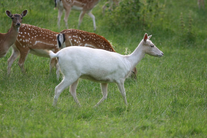 Weisses Reh Foto & Bild | tiere, zoo, wildpark & falknerei, säugetiere ...
