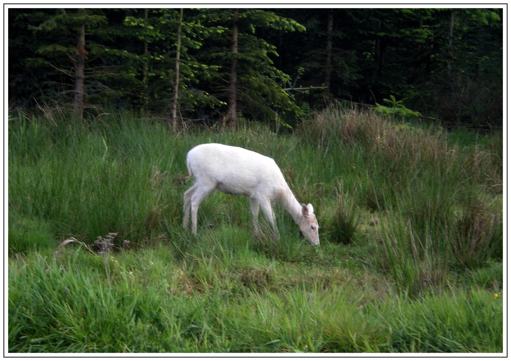 Weißes Reh am Fahrbahnrand....... Foto & Bild | tiere, wildlife ...