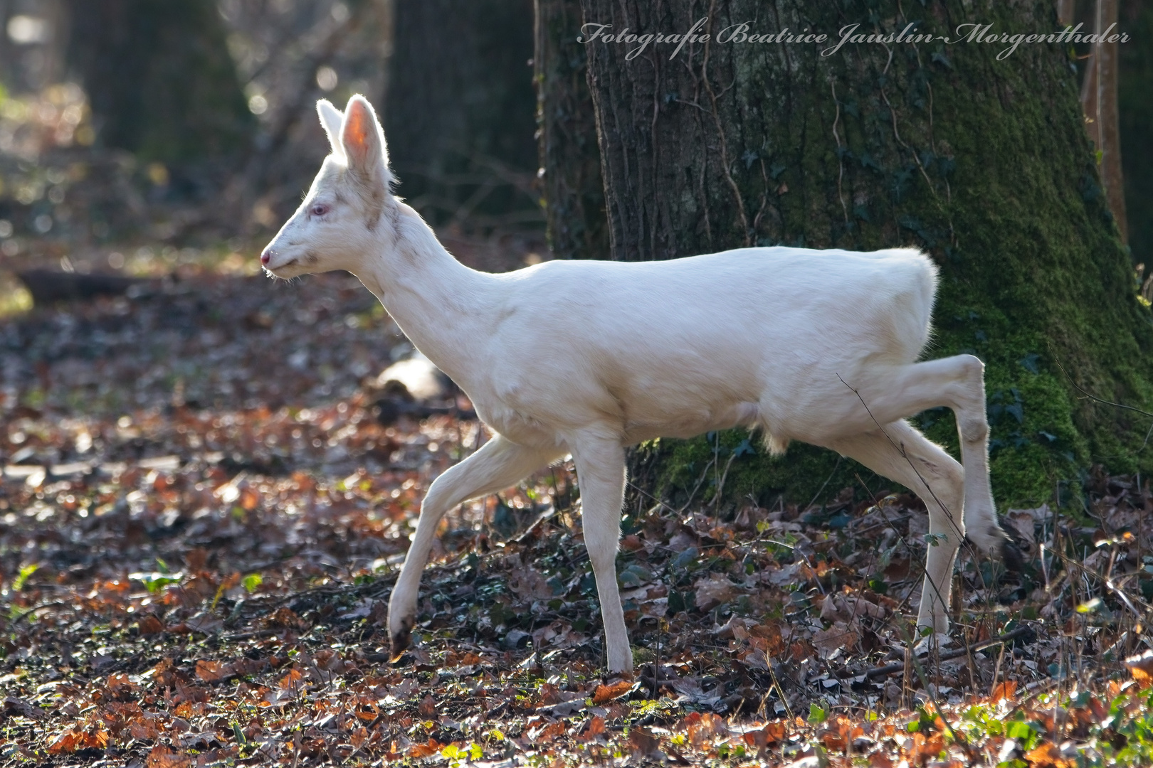 Weisses Rehkitz (Albino) Foto & Bild | wald, natur, schweiz Bilder auf ...