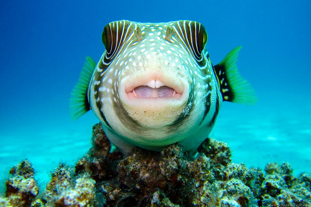 Weißflecken-Kugelfisch [Arothron Hispidus} Foto & Bild | tiere ...