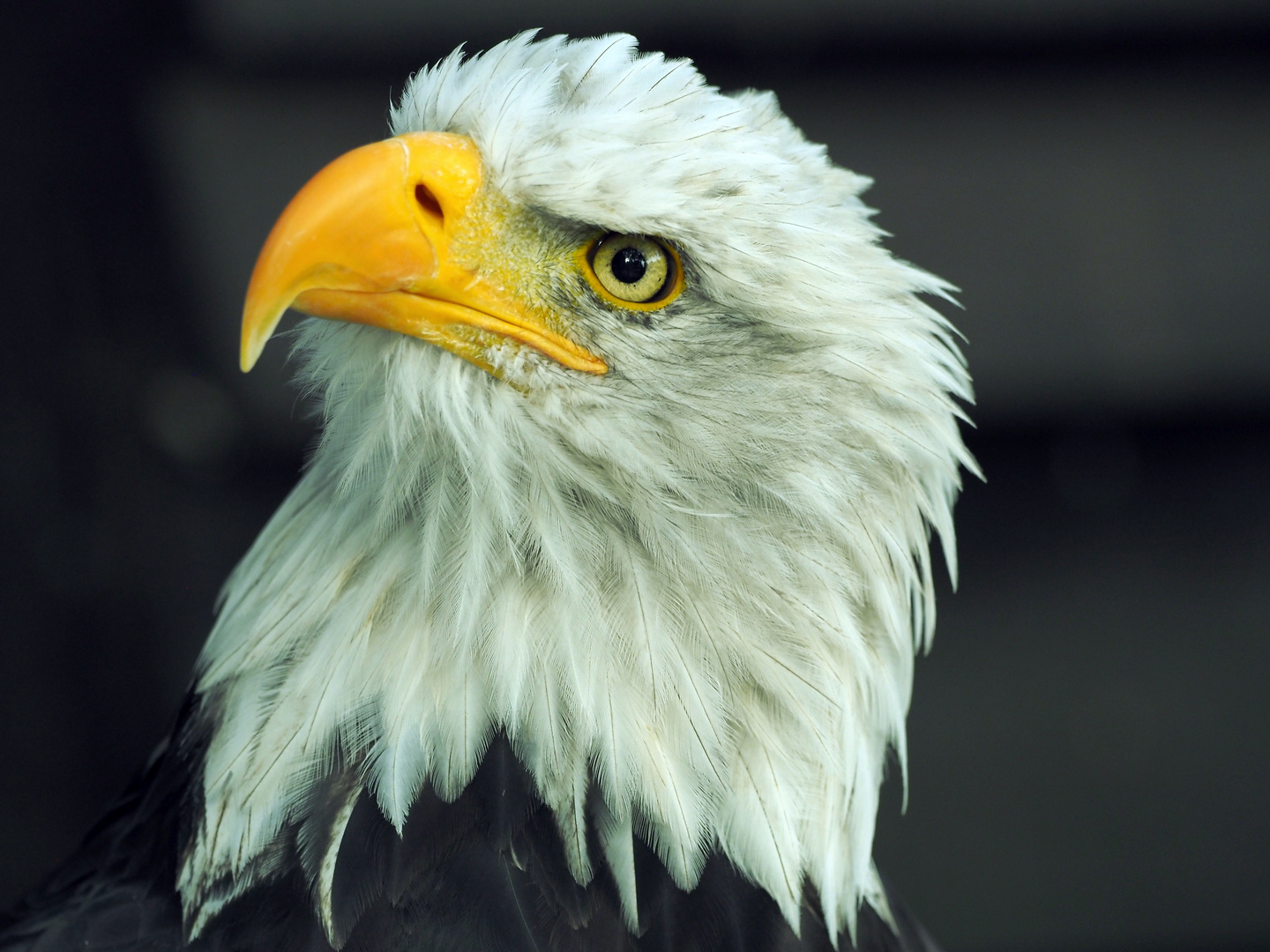 Weißkopf Seeadler 2 Foto & Bild | tiere, zoo, wildpark & falknerei ...
