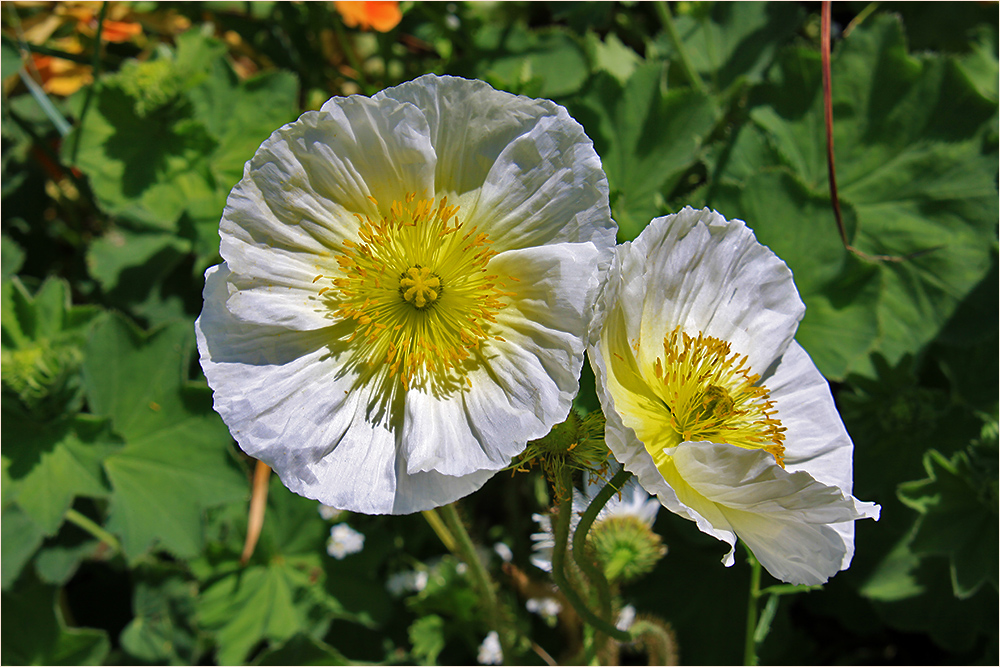 Weißmohn Foto & Bild | pflanzen, pilze & flechten, blüten ...