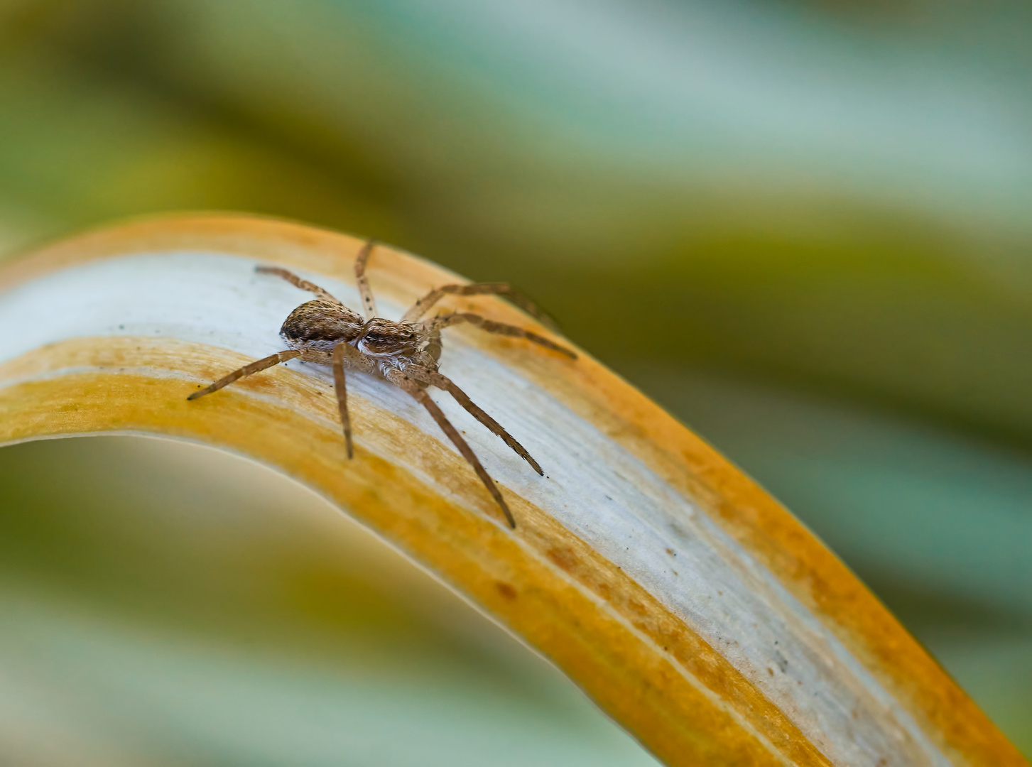 Weißrandiger Flachstrecker (Philodromus dispar) Foto & Bild | natur ...