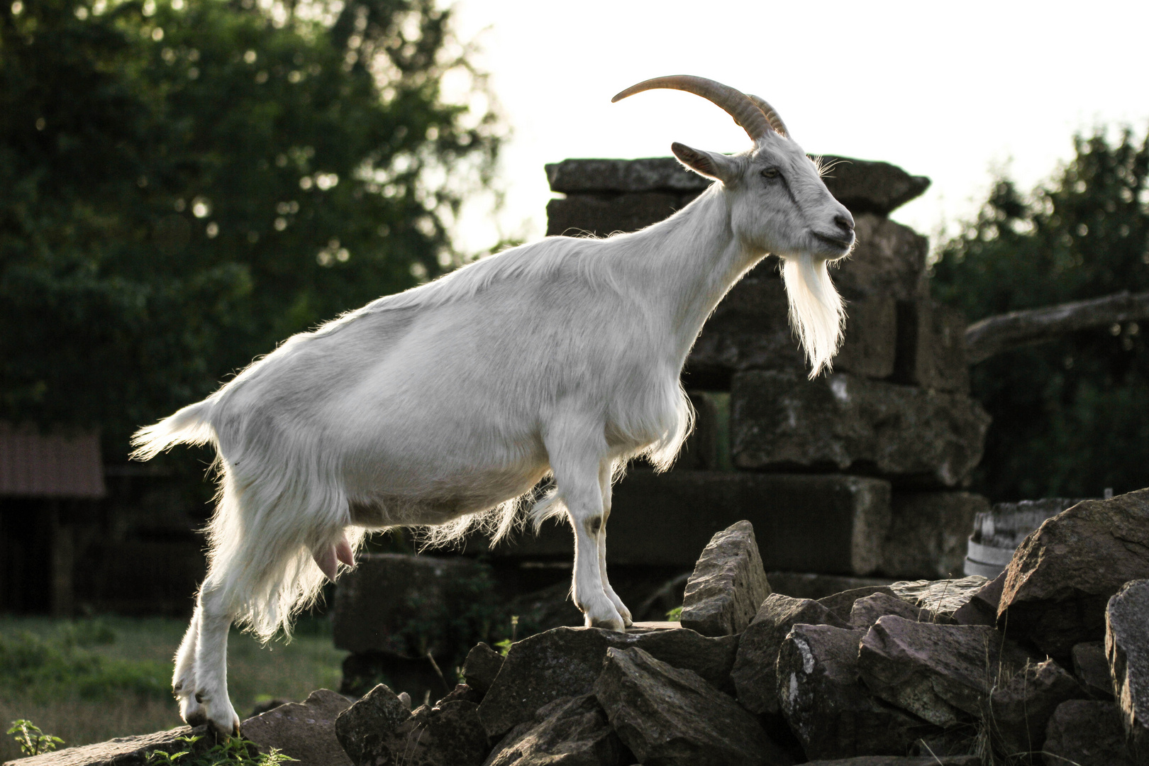 weiß(s)e Ziege #3 Foto & Bild | tiere, haustiere, nutztiere Bilder auf ...