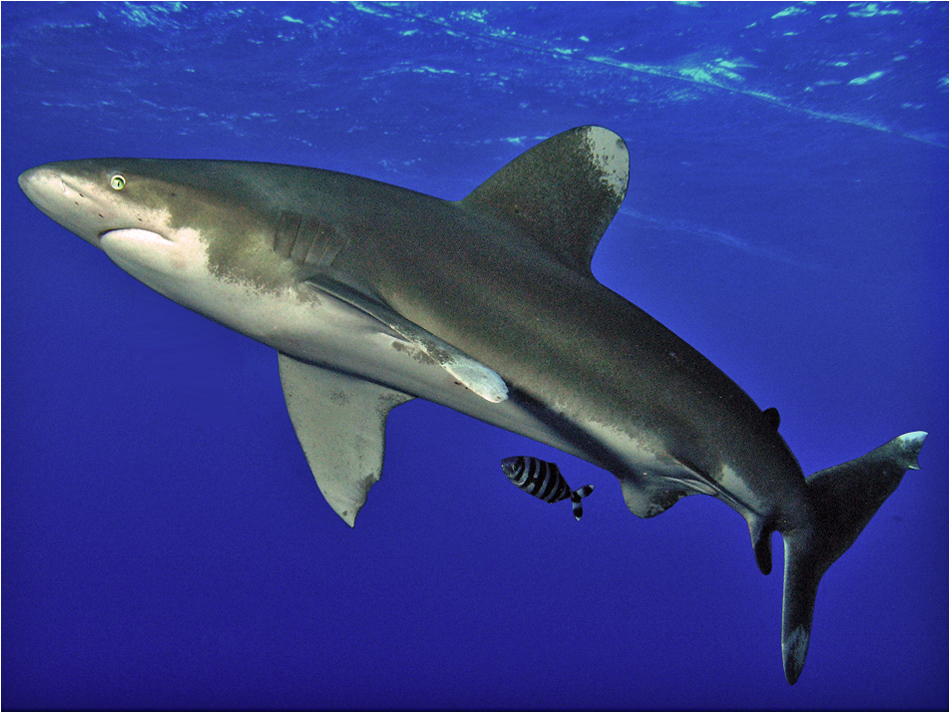 Weißspitzen Hochsee Hai Foto & Bild | unterwasser, uw-salzwasser, natur ...