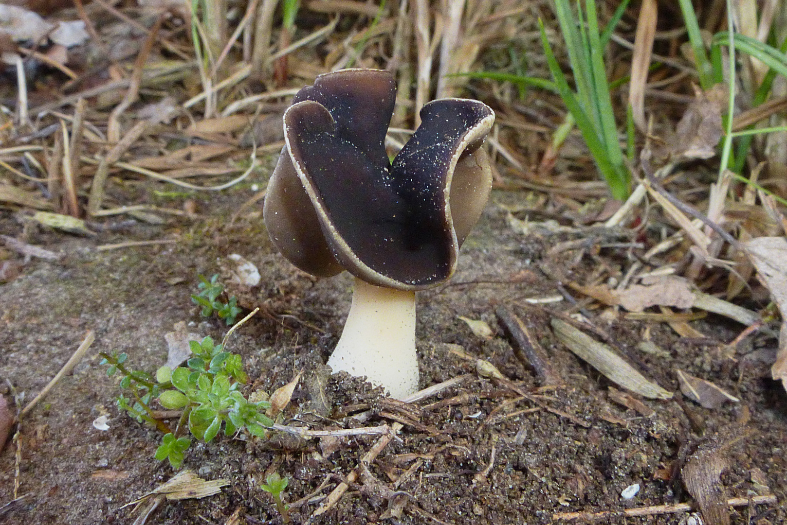 Weißstielige Lorchel oder Braunviolette Lorchel - Helvella spadicea ...
