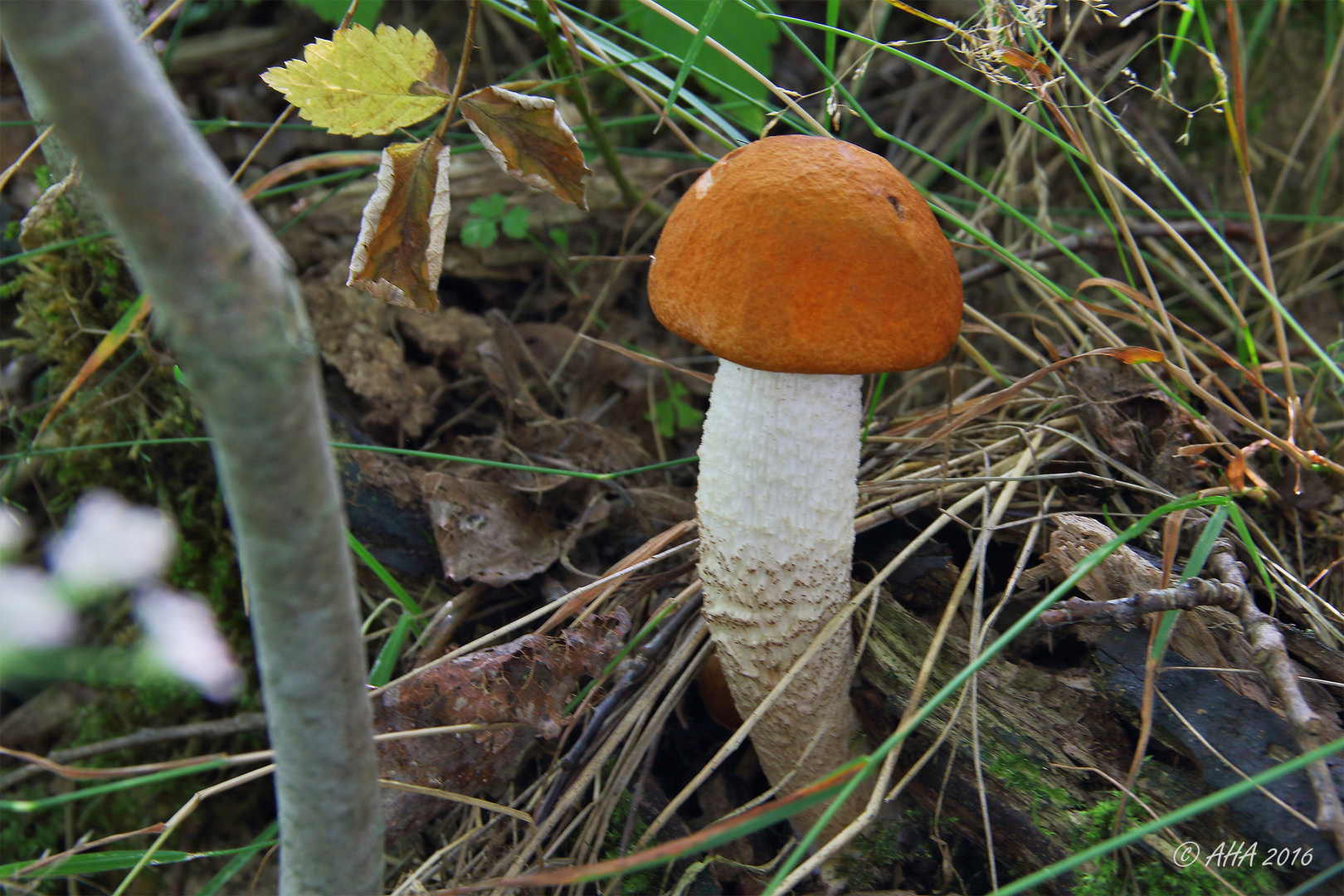 Weißstielige Rotkappe (Leccinum leucopodium) Foto & Bild | natur, pilze ...