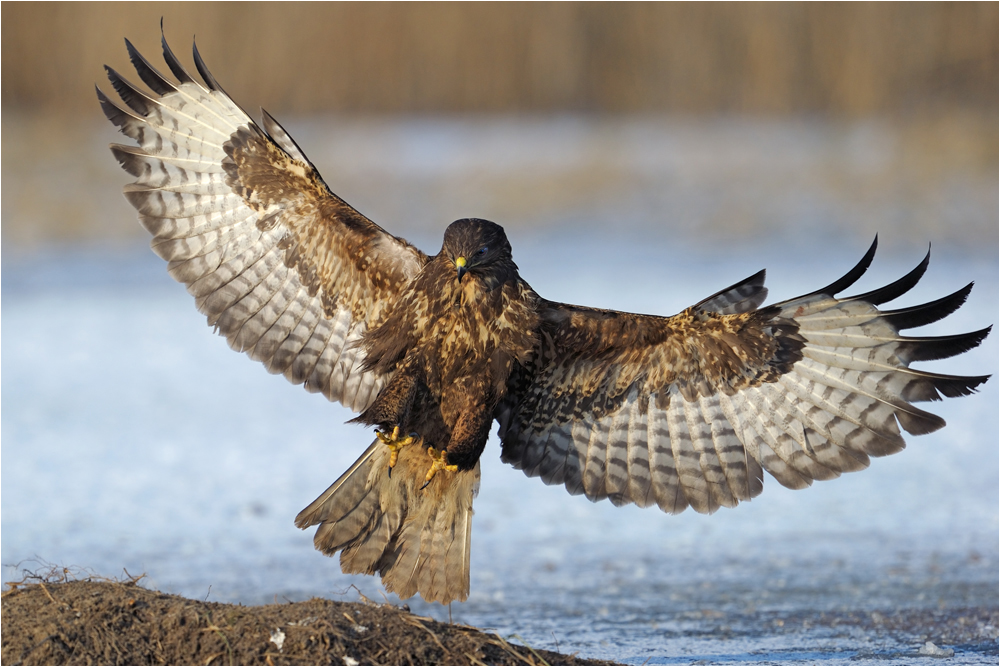 Weit geöffnet Foto & Bild | tiere, wildlife, wild lebende vögel Bilder ...