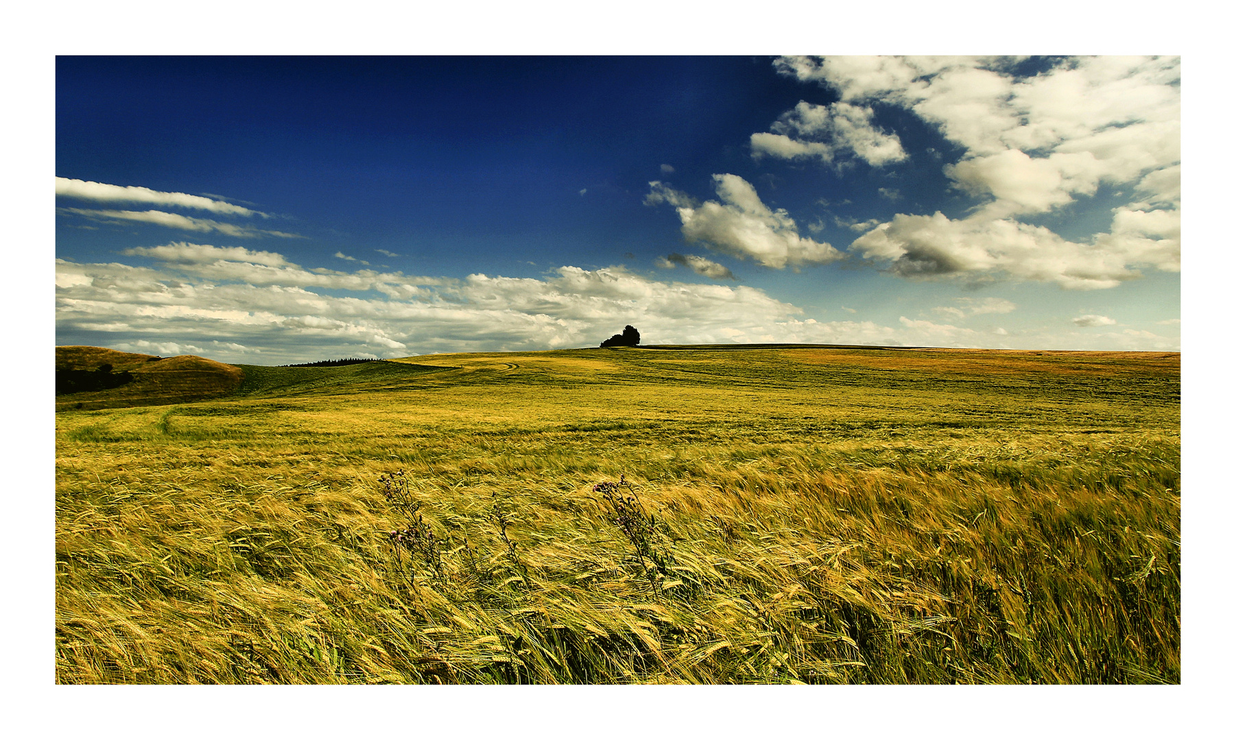 Weite Felder Foto & Bild | landschaft, Äcker, felder & wiesen, getreide Bilder auf fotocommunity