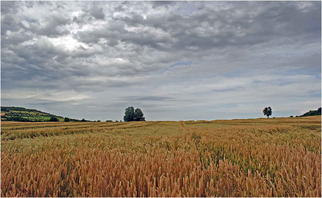 Weizen Foto & Bild | landschaft, Äcker, felder & wiesen, feld Bilder ...