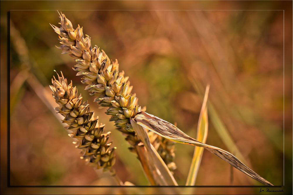 Weizen Foto & Bild | pflanzen, pilze & flechten, getreide und ...