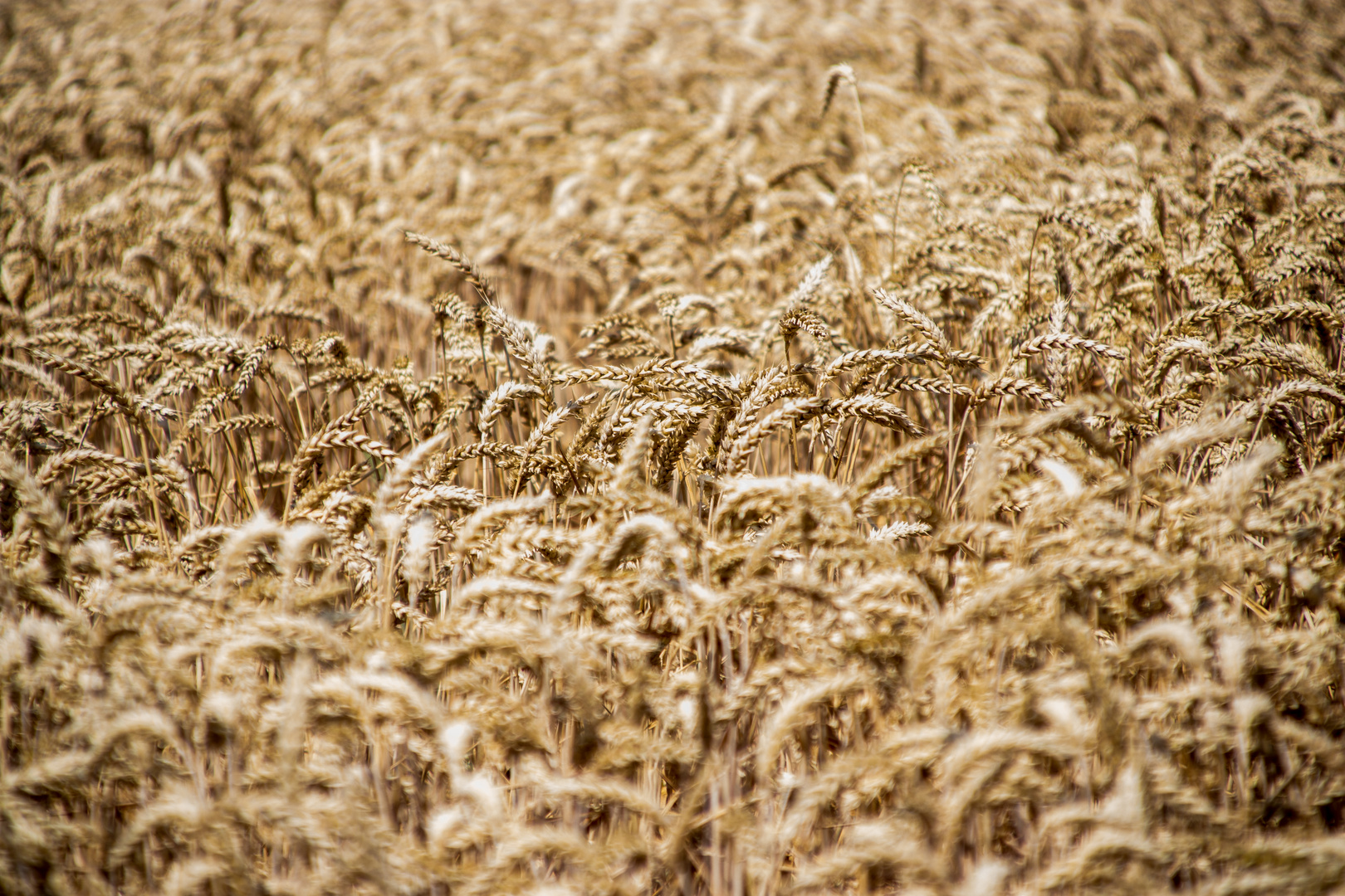 weizen Foto & Bild | pflanzen, pilze & flechten, landschaft ...