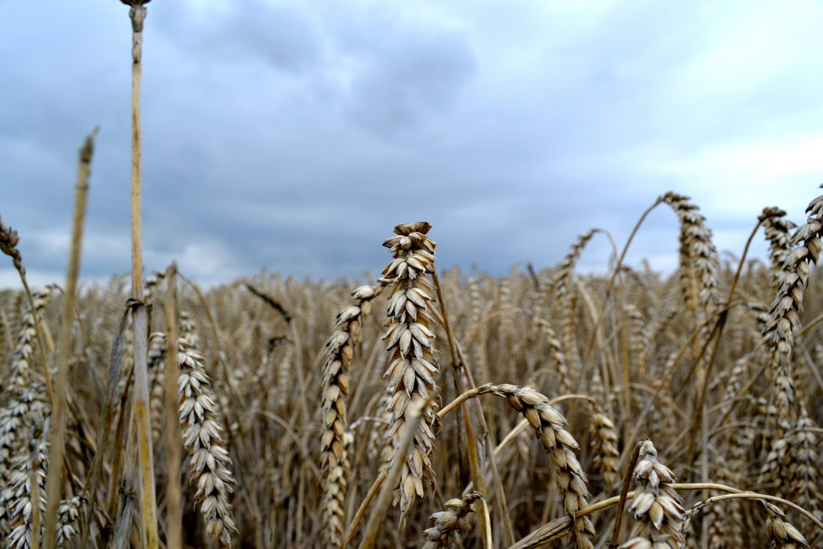 Weizen Foto & Bild | landschaft, Äcker, felder & wiesen, natur Bilder ...