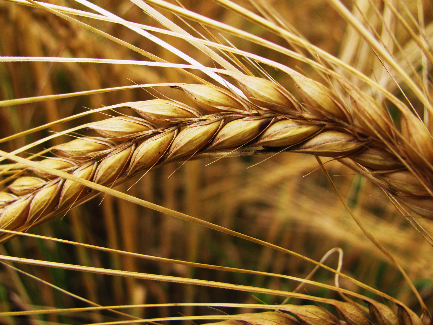 Weizen Foto & Bild | pflanzen, pilze & flechten, getreide und feldfrüchte, kornfeld Bilder auf ...