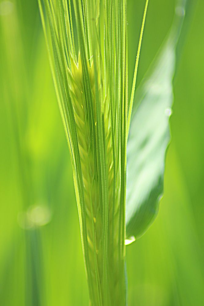 Weizen oder Roggen? In grün? Foto & Bild | pflanzen, pilze & flechten ...