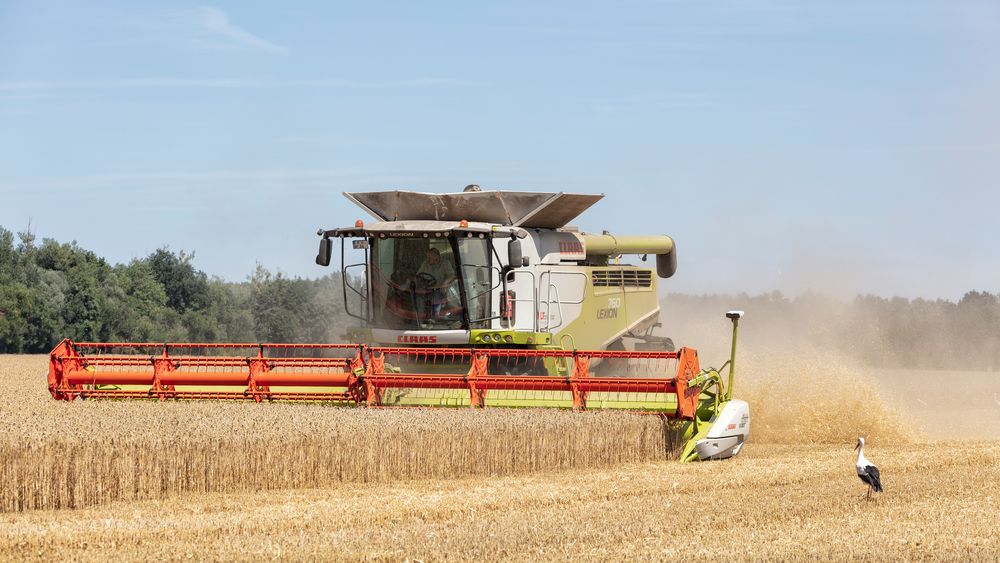 Weizenernte 2022 Foto & Bild | pflanzen, pilze & flechten, technik ...