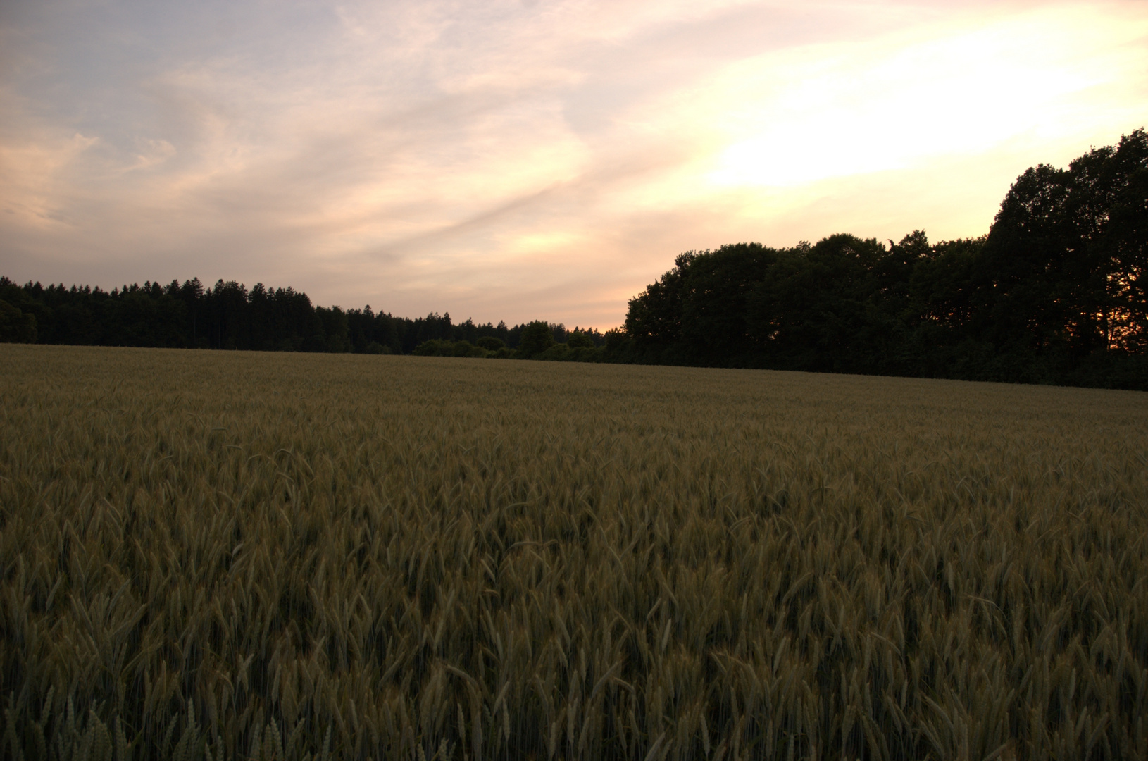 Weizenfeld Foto & Bild | anfängerecke - nachgefragt, nachgefragt ...