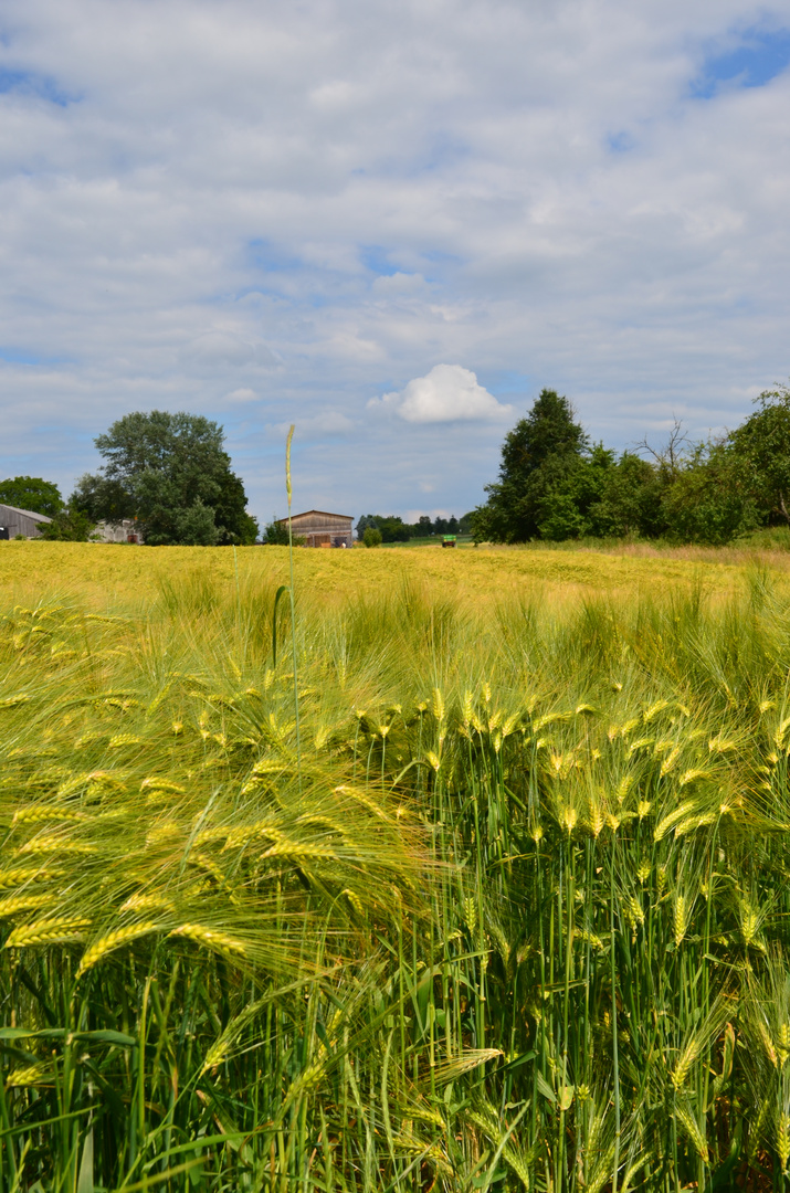 Weizenfeld Foto & Bild | landschaft, Äcker, felder & wiesen, sommer ...