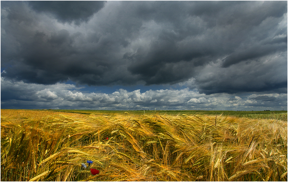 Weizenfeld Foto & Bild | landschaften, wolken, sommer Bilder auf ...