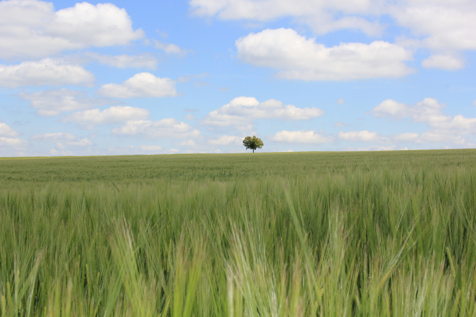 Weizenfeld Foto & Bild | landschaft, Äcker, felder & wiesen, natur ...