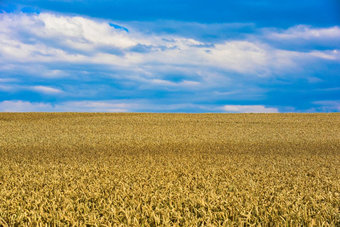 Weizenfeld Foto & Bild | sommer, himmel, natur Bilder auf fotocommunity