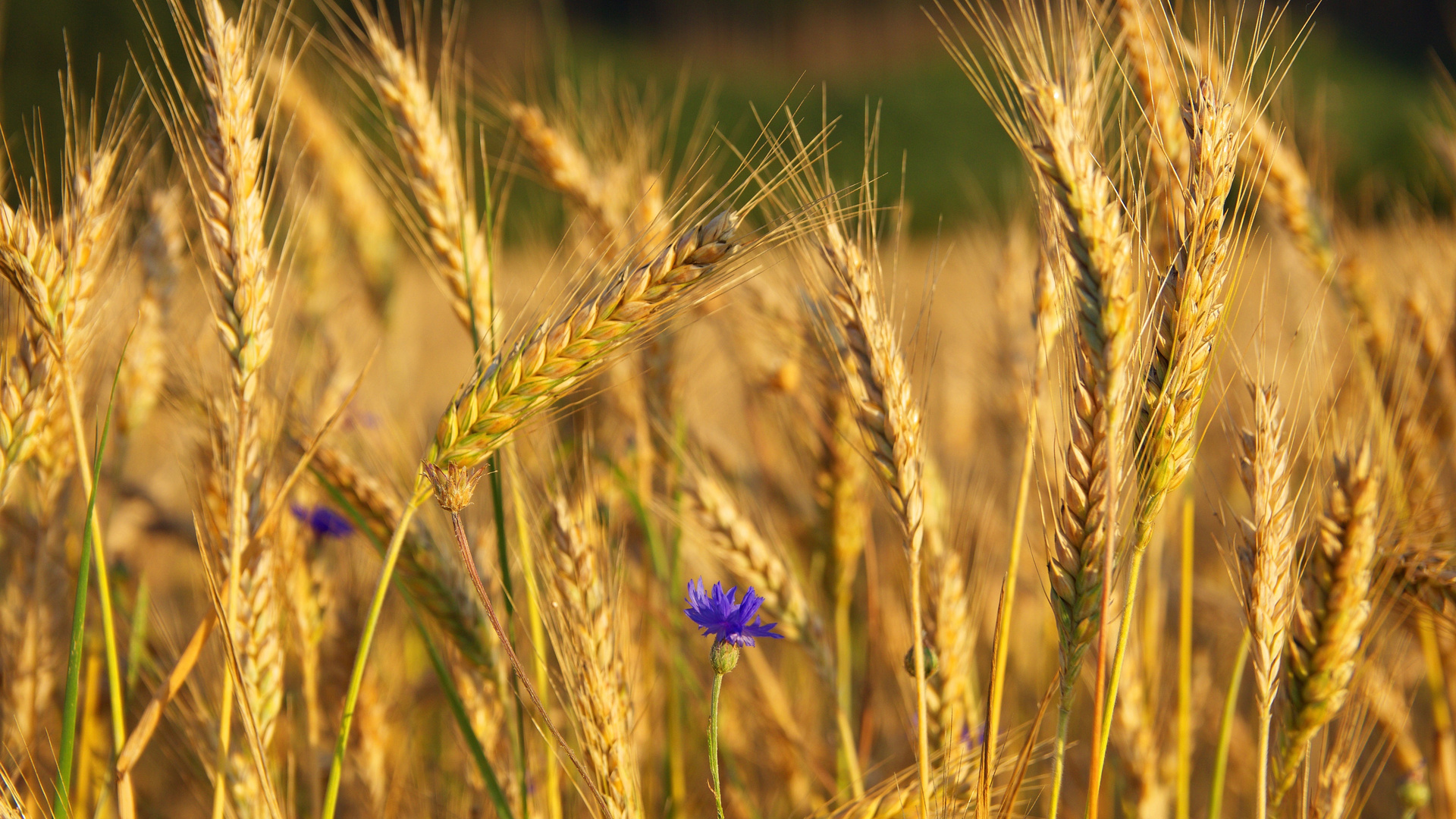 Weizenfeld Foto & Bild | natur, landschaft, blüten Bilder auf fotocommunity