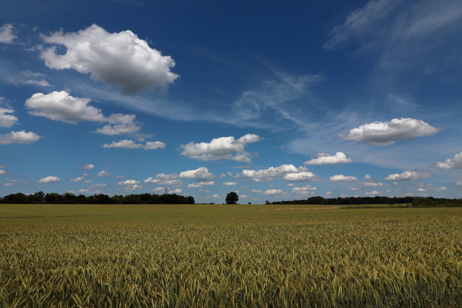 Weizenfeld bei Schapen Foto & Bild | landschaften, getreidefeld, sommer ...