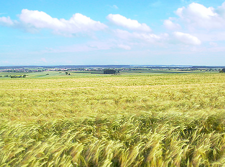 Weizenfeld - Bild & Foto von Tilmann Boegel aus Sommerlandschaft ...