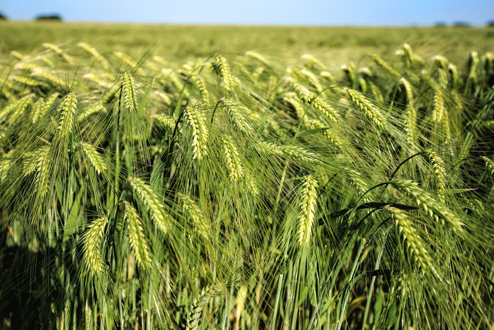 Weizenfeld Foto & Bild | natur, pflanzen, pilze & flechten, landschaft ...