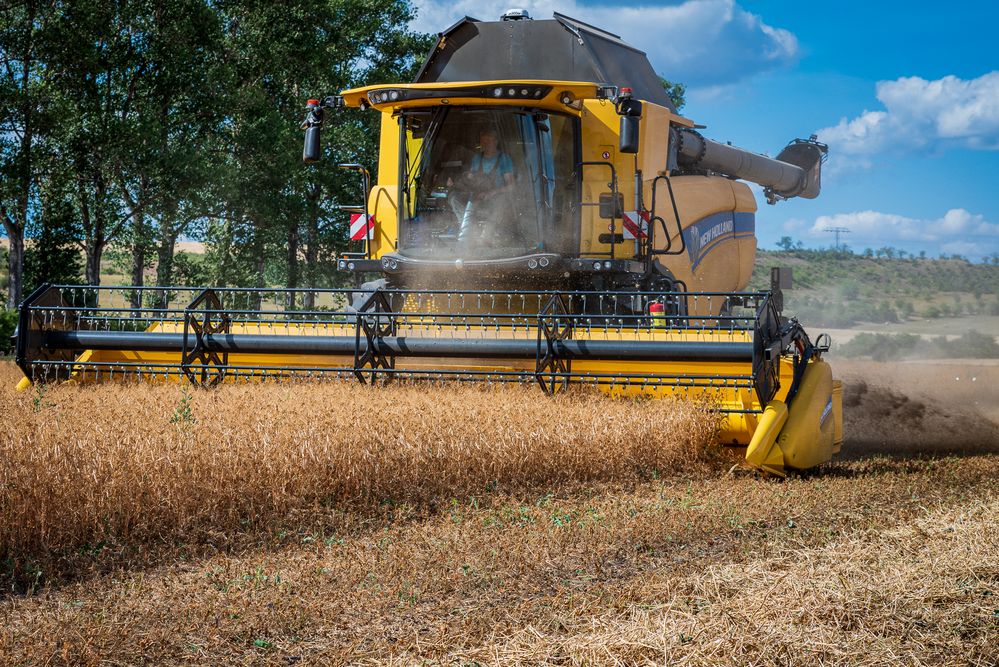 Weizenfeld Ernte Foto & Bild | sommer, outdoor, natur Bilder auf ...