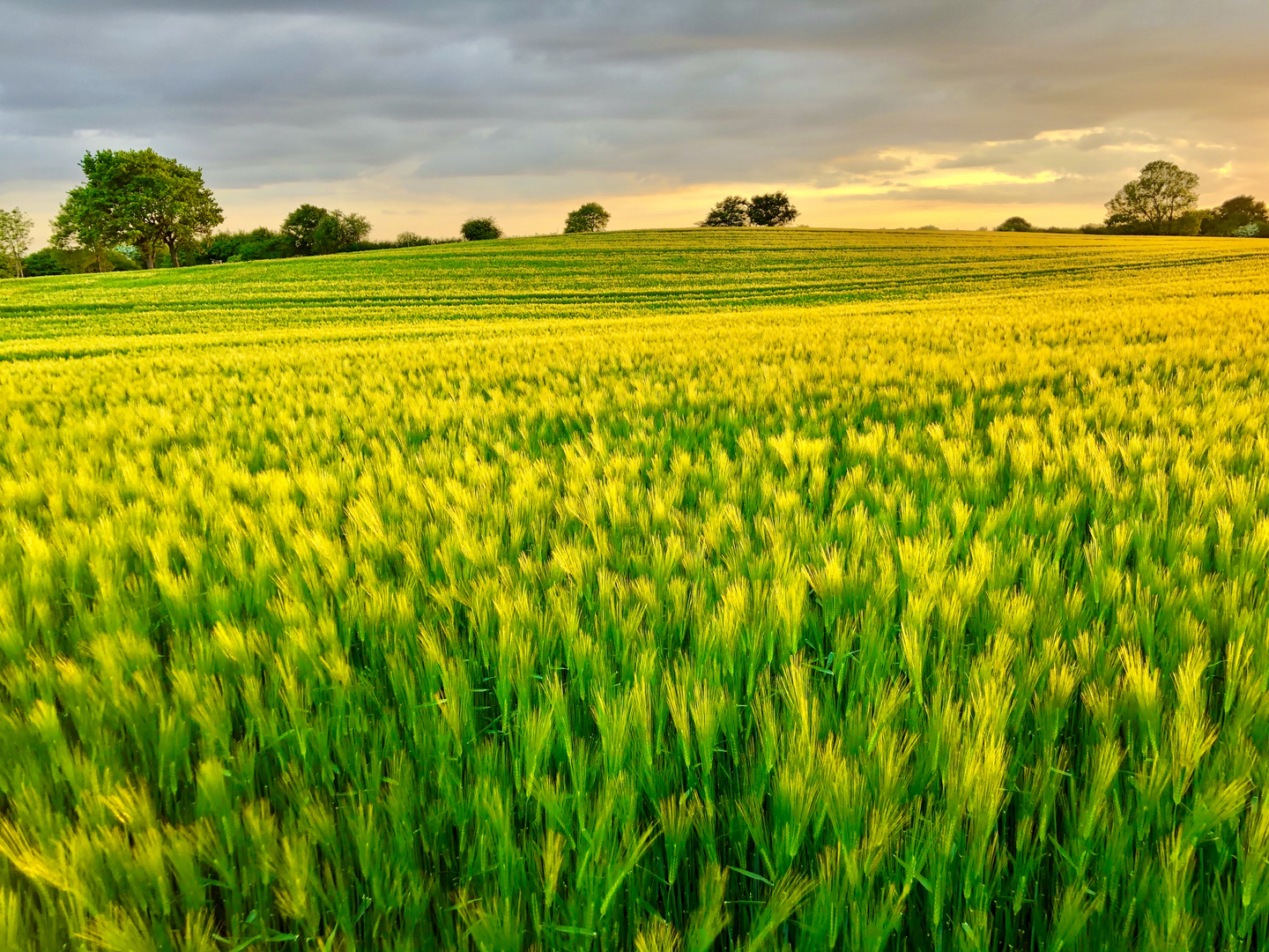 Weizenfeld im Abendlicht Foto & Bild | natur, landschaft, farben Bilder ...