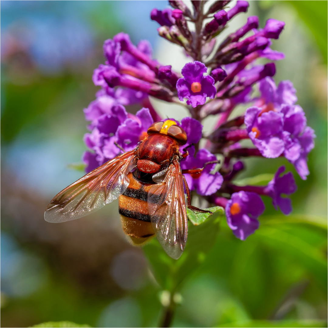 welch Überraschung an einer Buddleja - Dolde ..... Foto & Bild | tiere ...