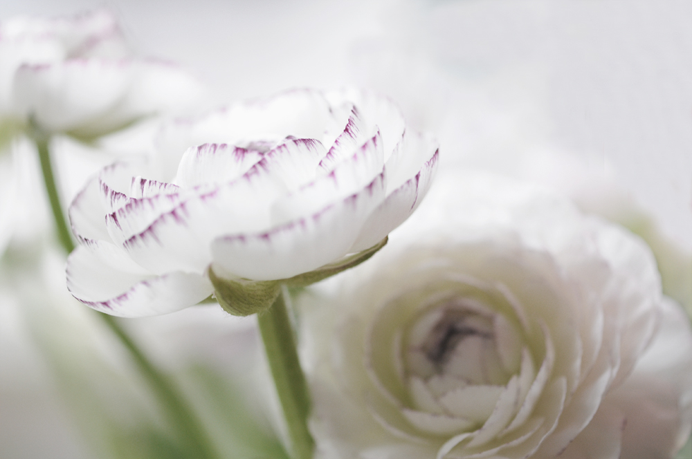 welche Farbe hat der Frühling ...? Foto & Bild | pflanzen, pilze ...