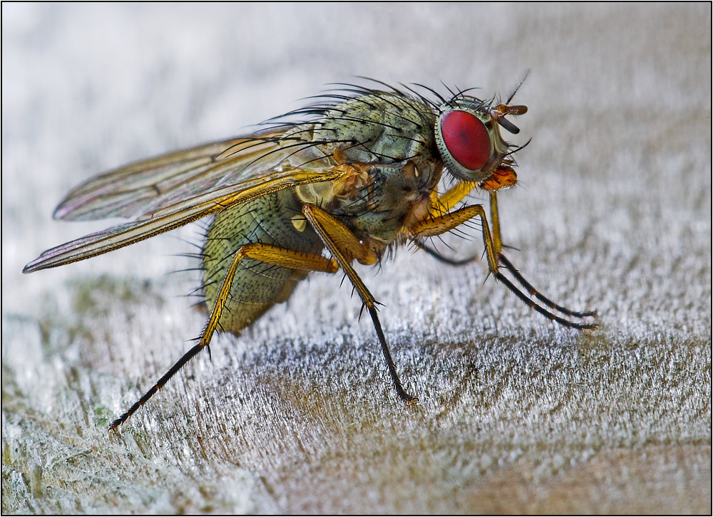 Welche Fliege ? Foto & Bild | makro 2 Bilder auf fotocommunity