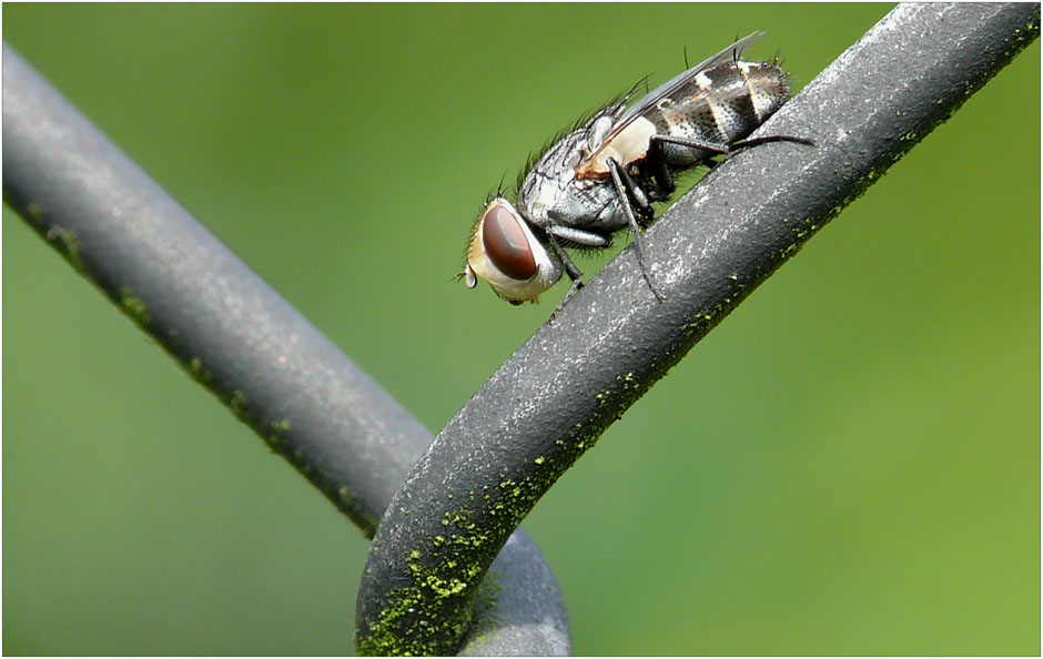 welche Fliege ist das? Foto & Bild | tiere, wildlife, insekten Bilder ...