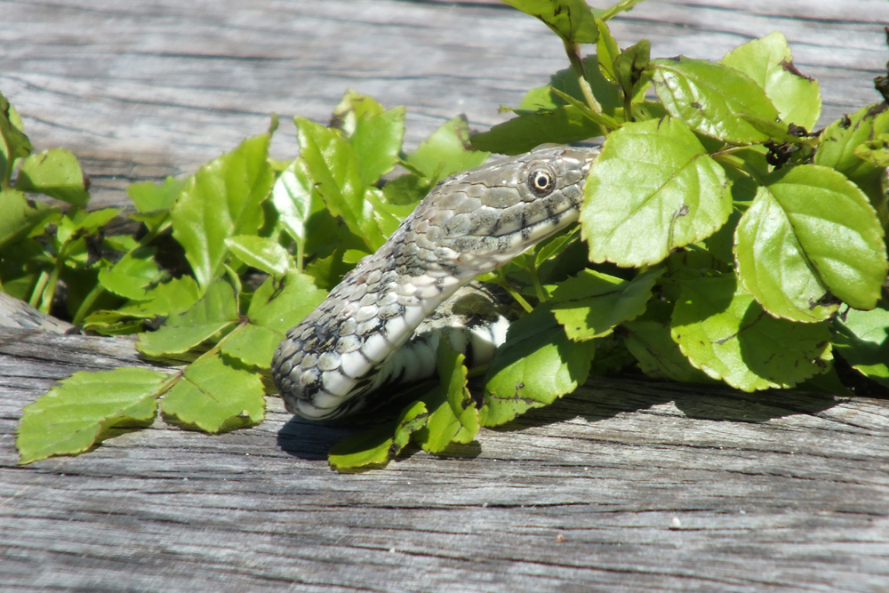 Welche Schlange Foto & Bild | tiere, wildlife, amphibien & reptilien ...