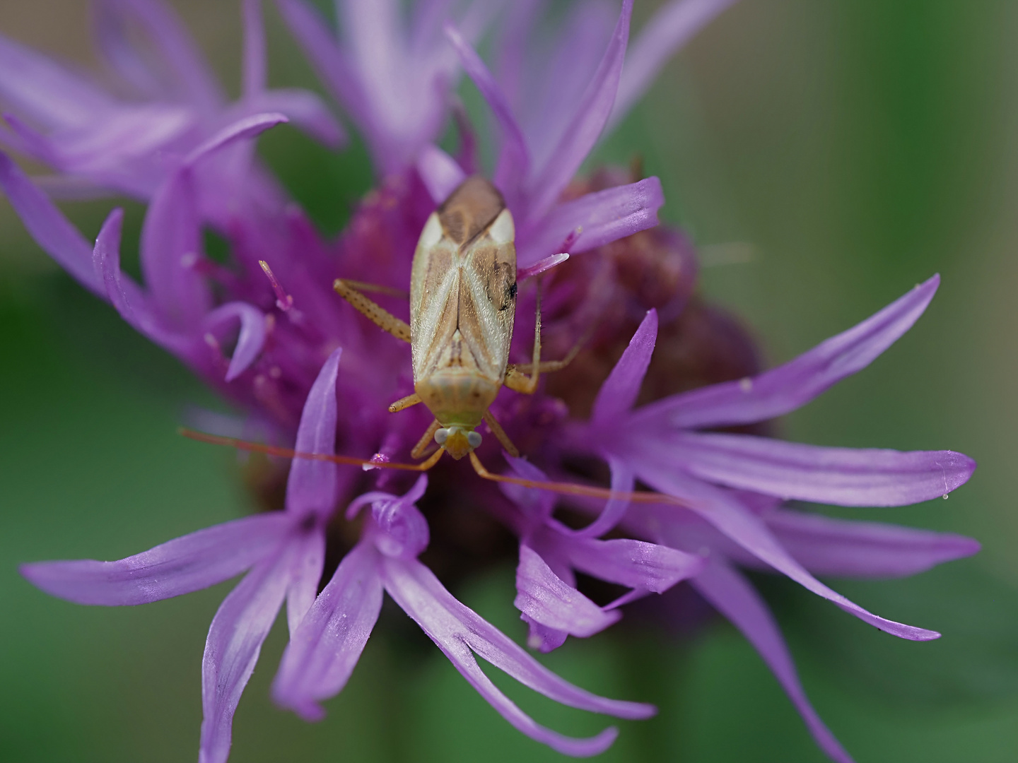 Welche Wanze? Foto & Bild | natur, insekten, tiere Bilder auf fotocommunity