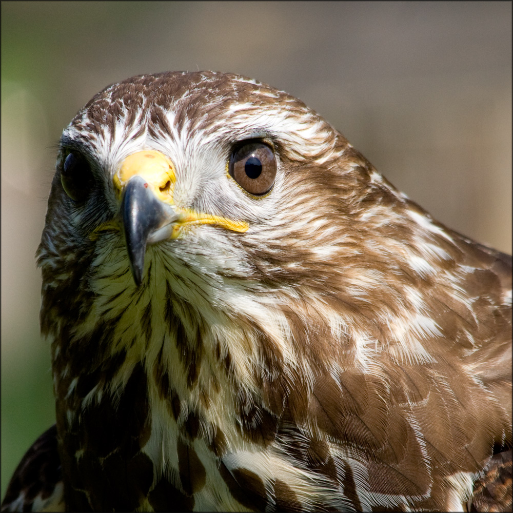 welcher greifvogel? Foto & Bild | tiere, zoo, wildpark & falknerei ...